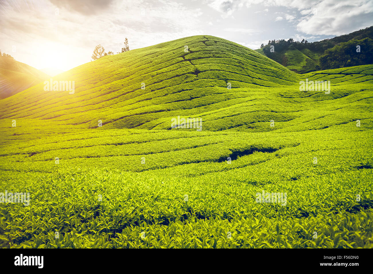 Tea plantation in Malaysia Stock Photo - Alamy
