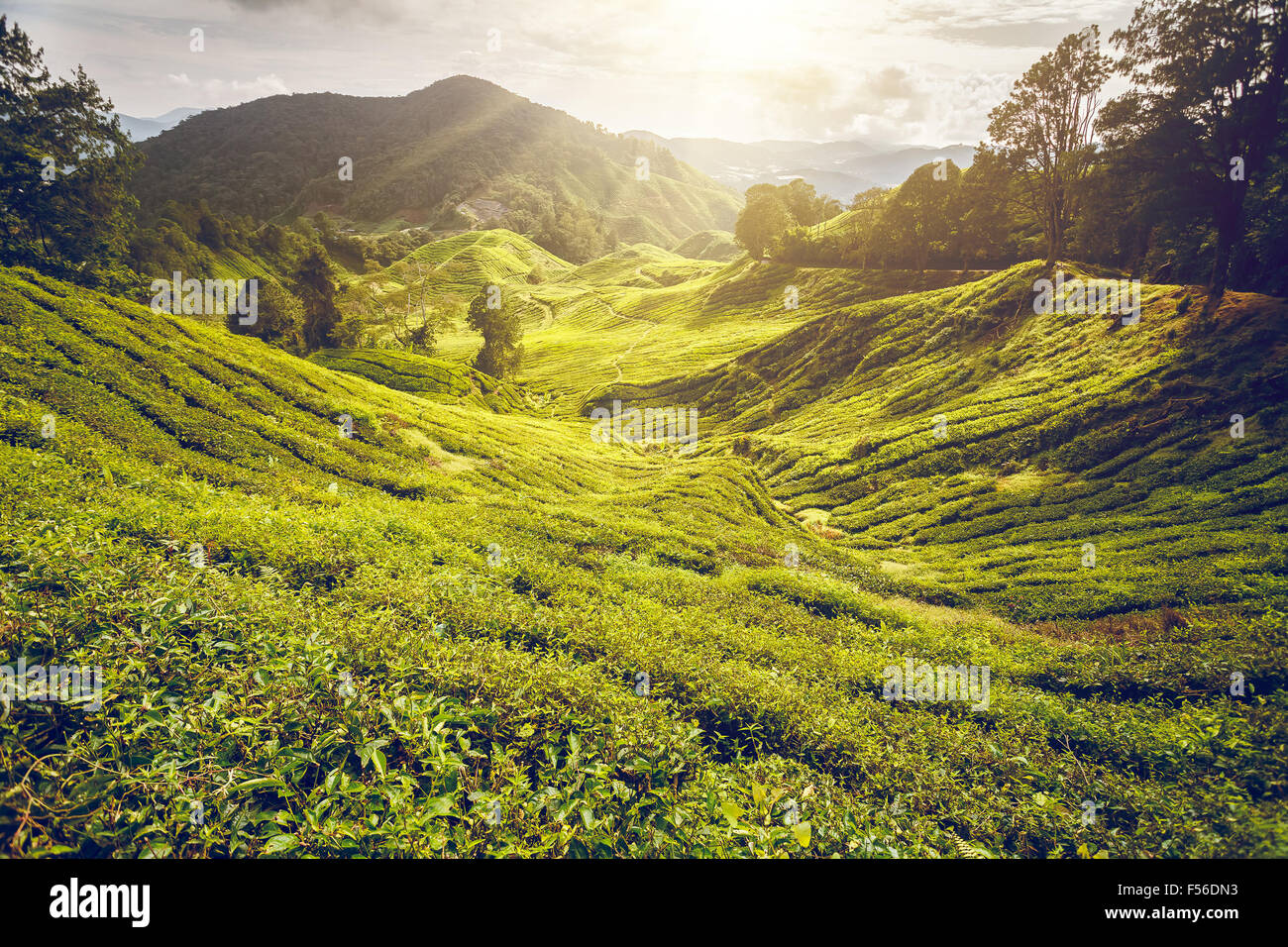 Tea plantation in Malaysia Stock Photo - Alamy
