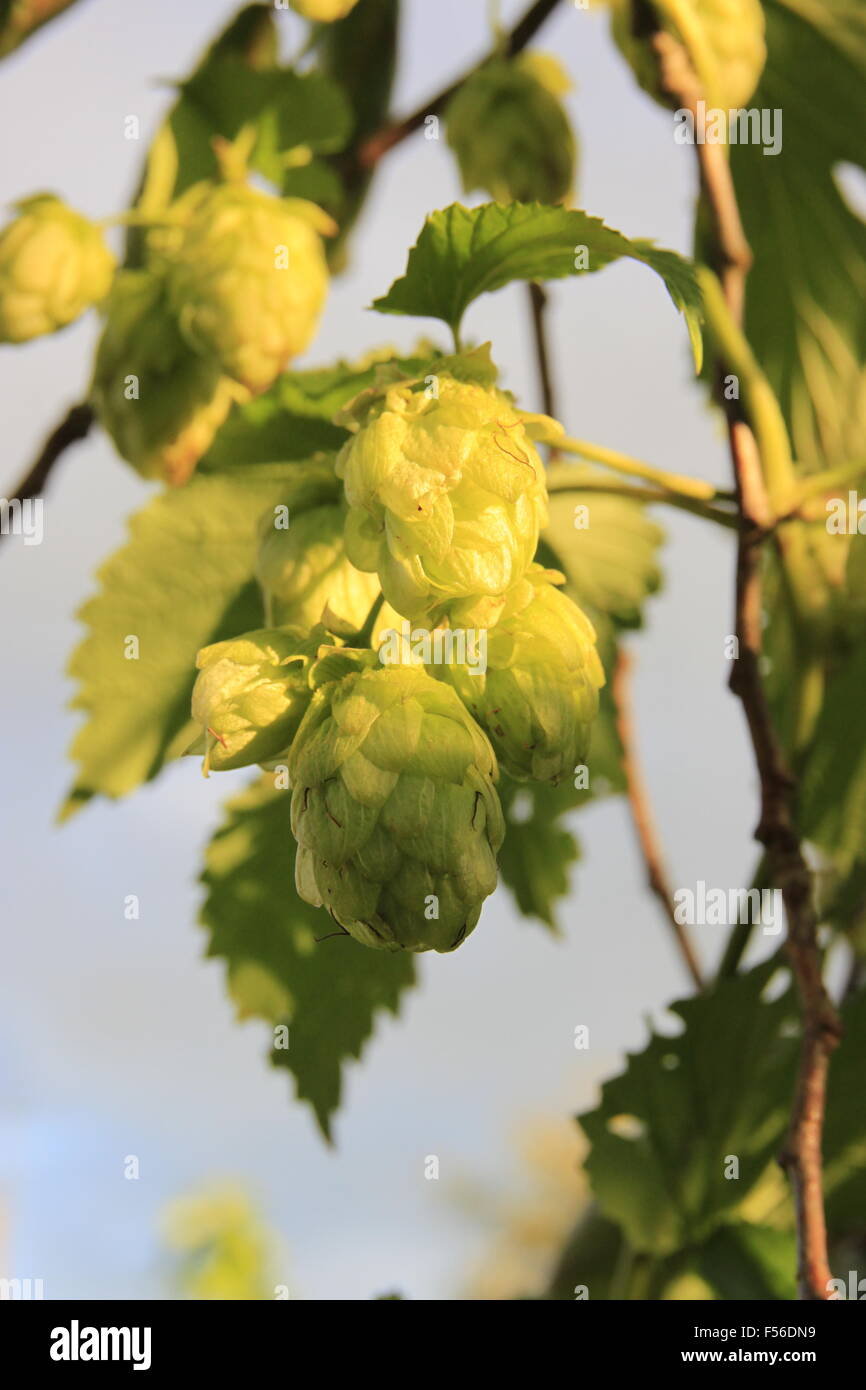 England shows bine cliimbing through plum tree flowers humulus lupulus ...