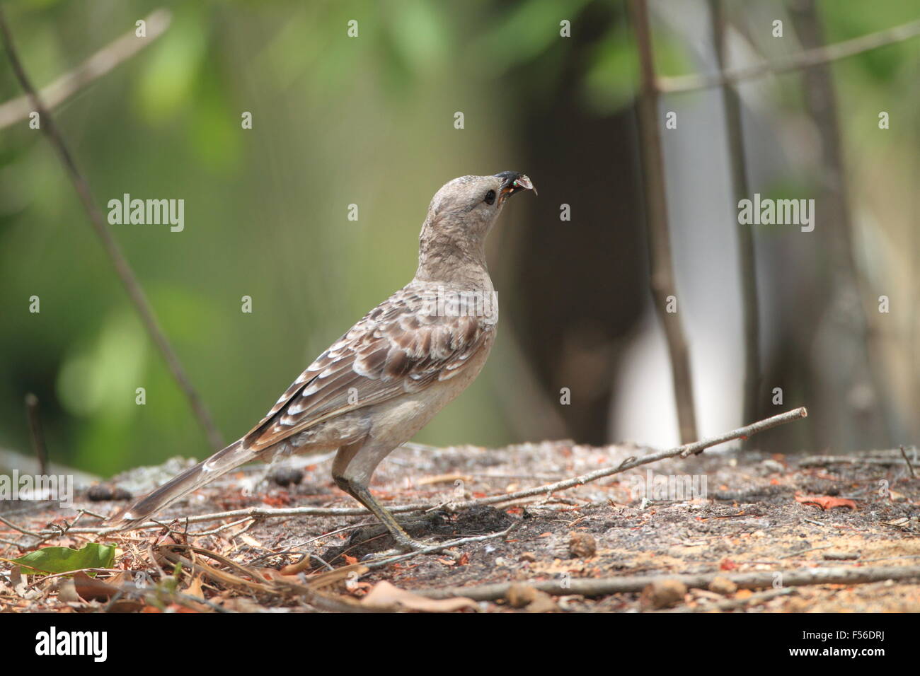 Great Bowerbird (Chlamydera nuchalis) in Australia Stock Photo - Alamy