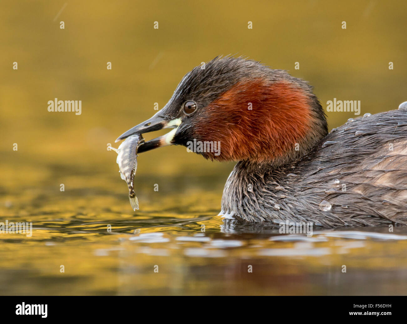 Grebe detail hi-res stock photography and images - Alamy