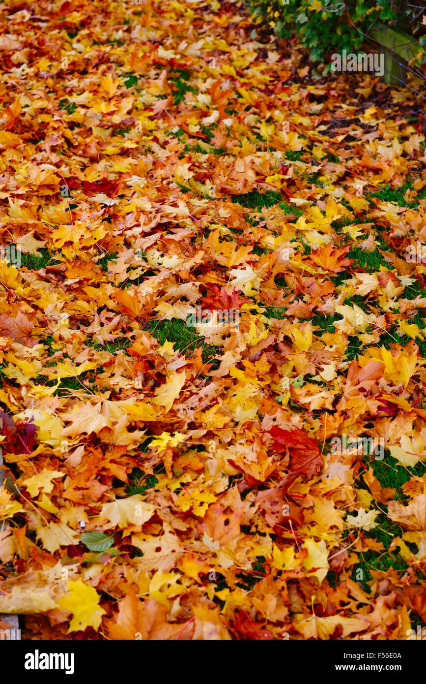 Autumn leaves on the ground Stock Photo - Alamy