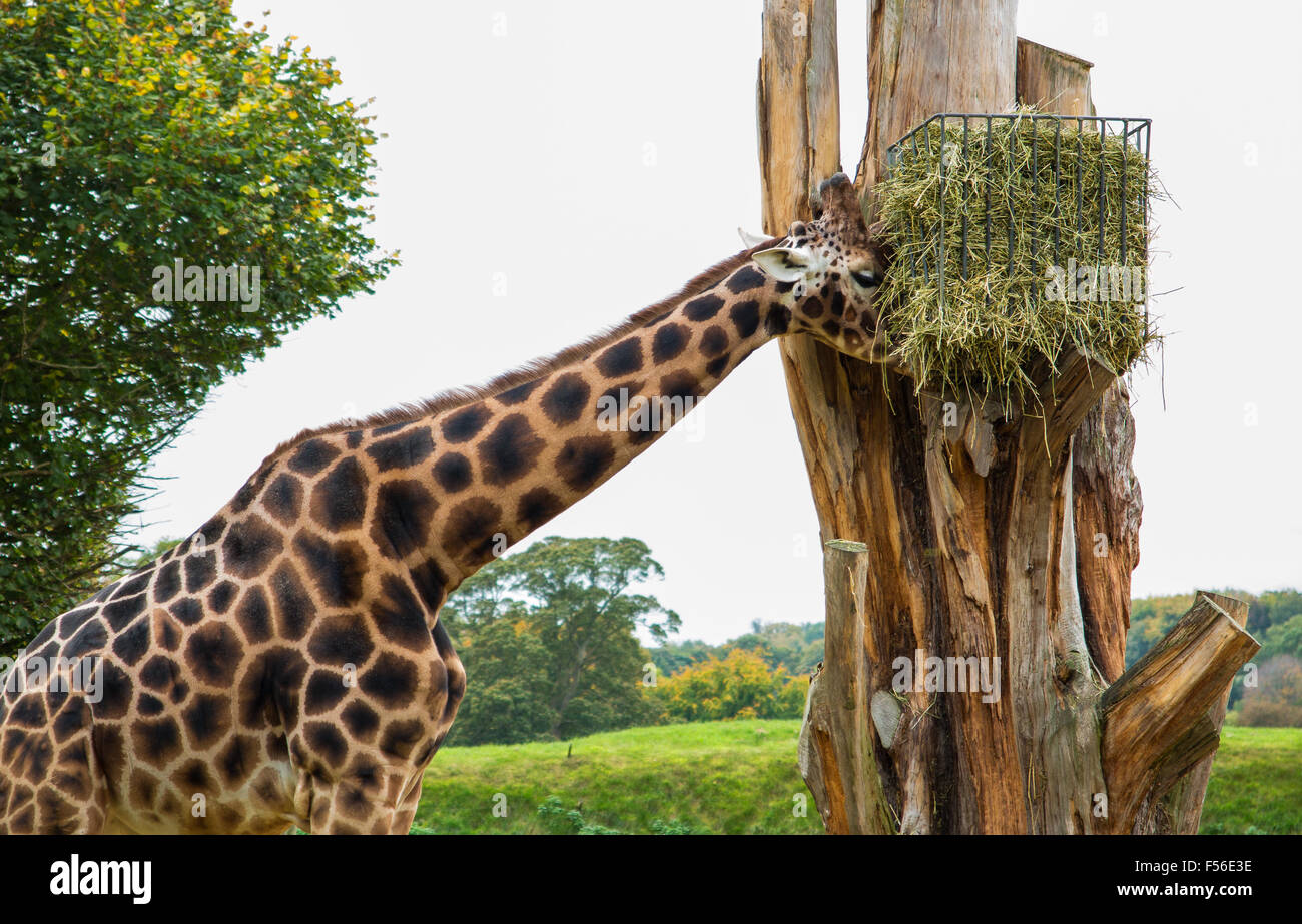 Giraffe feed hi-res stock photography and images - Alamy