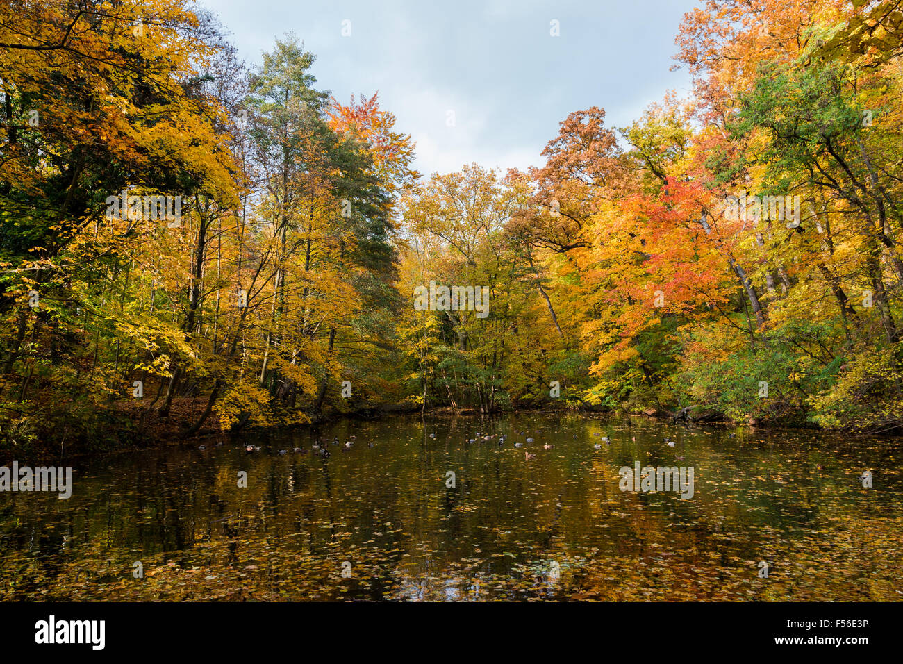 Pond in the Autumn with Ducks swimming in it. Colourful trees are ...