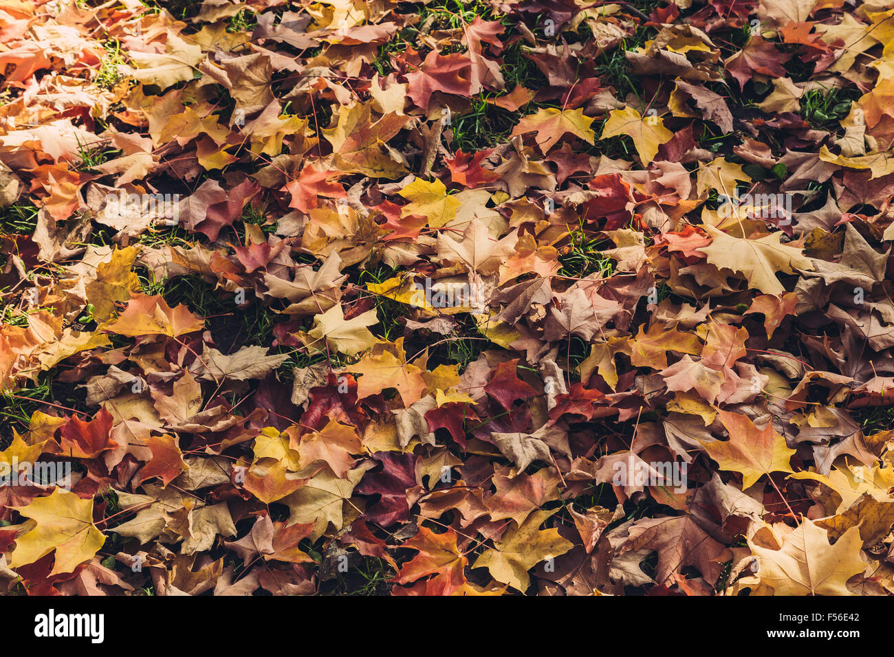 Fallen maple leafs on the ground in Canada during the Fall season Stock ...