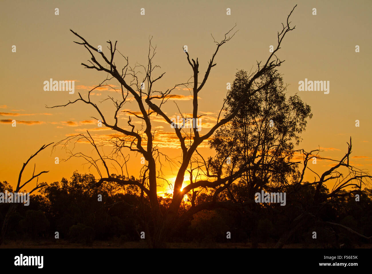 Outback sunset with dead trees silhouetted against golden sky near Eulo ...
