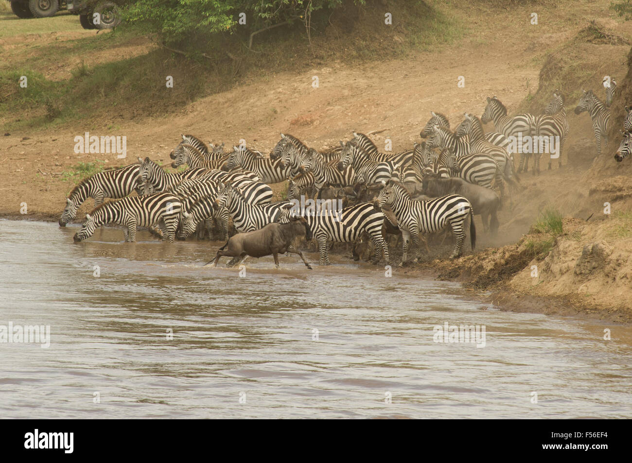 Wildebeeste and zebra migration hi-res stock photography and images - Alamy