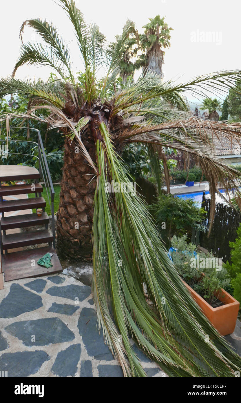 Palm Tree Disease High Resolution Stock Photography and Images - Alamy