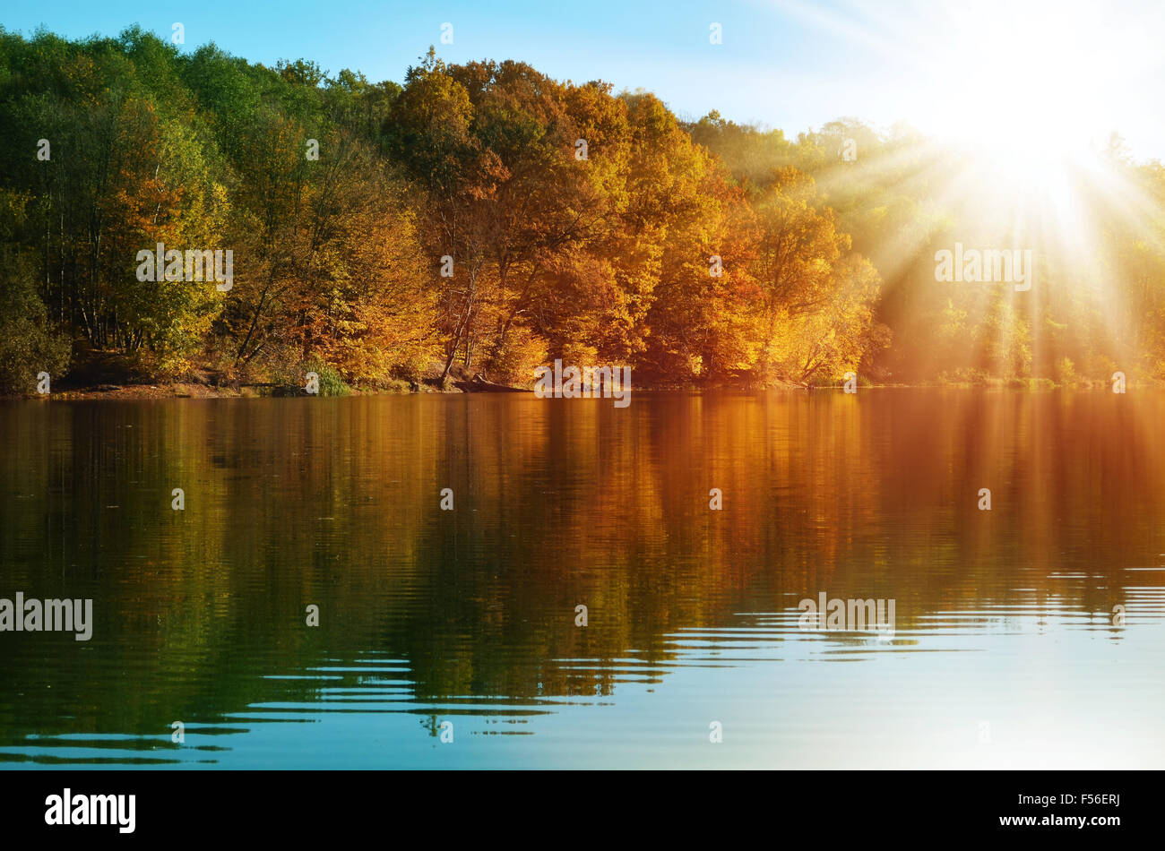 Green forest lake shore sunny hi-res stock photography and images - Alamy