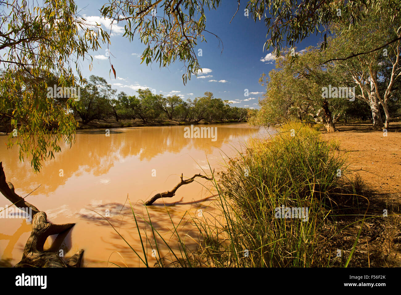 Paroo River, permanent inland waterway shaded by large gum trees at ...
