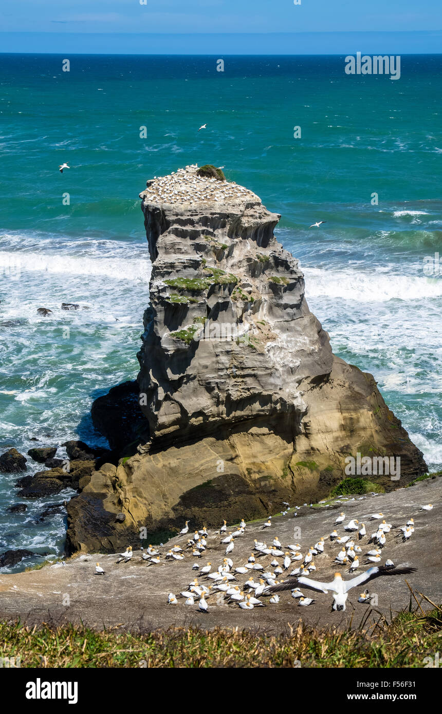 Muriwai Gannet Colony which is located at Muriwai Regional Park Stock ...