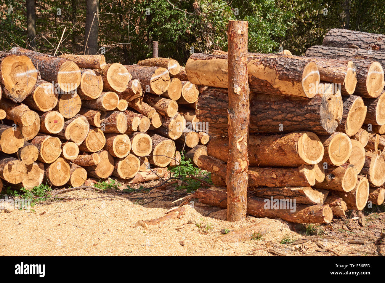 Pine logs stacked in the forest Stock Photo - Alamy
