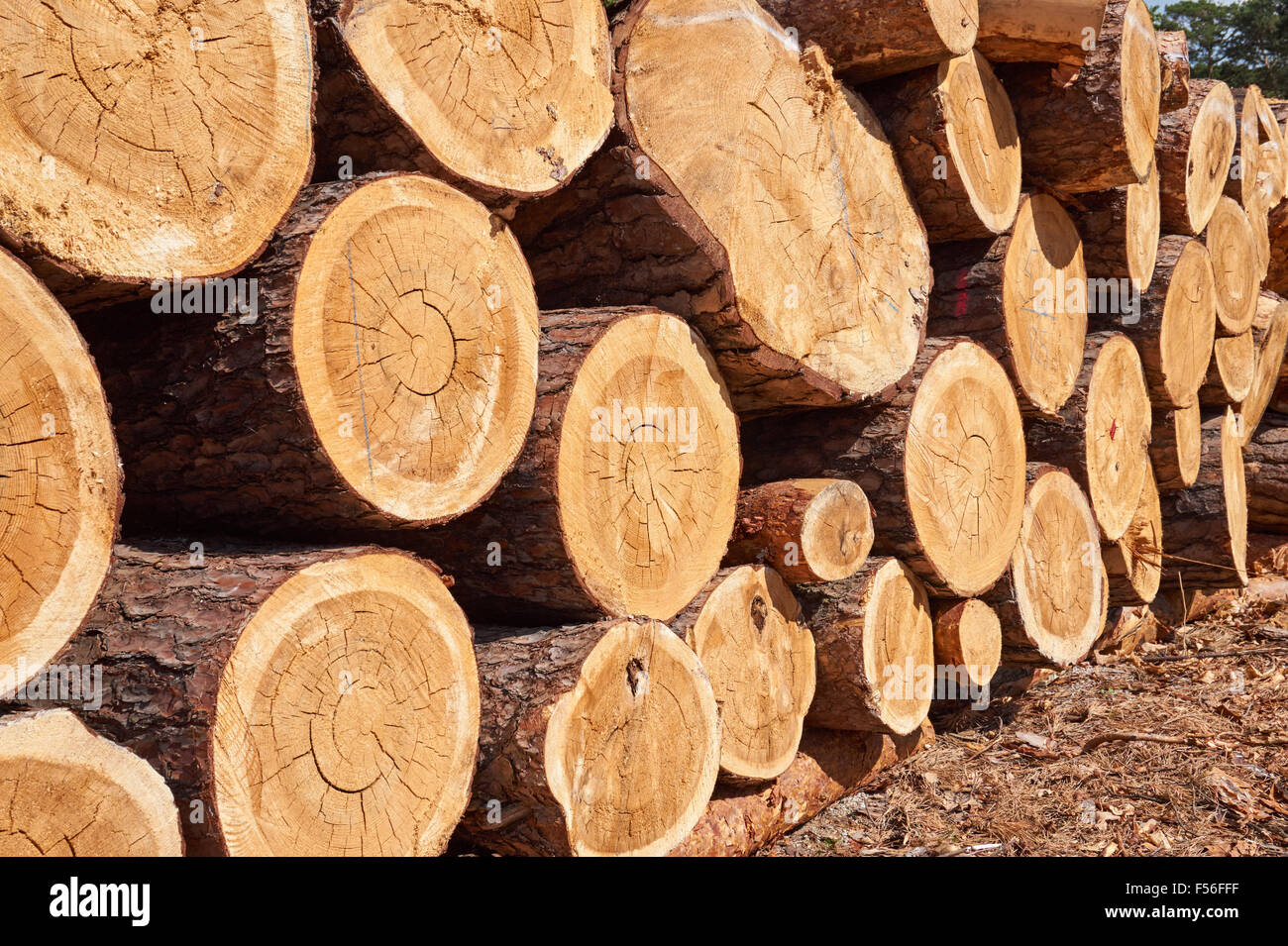 Stacked timber hi-res stock photography and images - Alamy