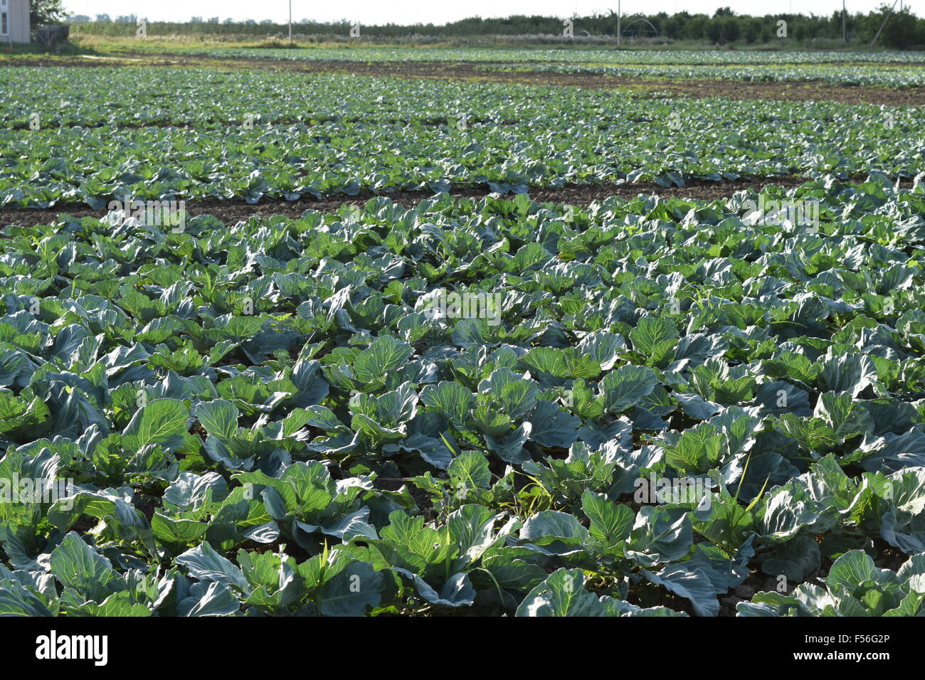 Cabbage field. Cultivation of cabbage in an open ground in the field ...