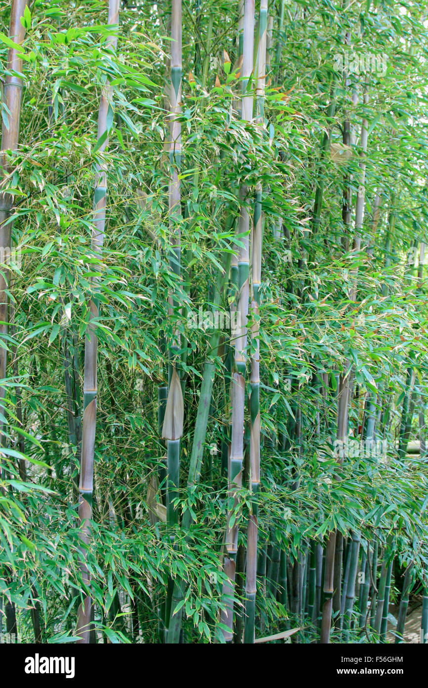 Green bamboo hi-res stock photography and images - Alamy