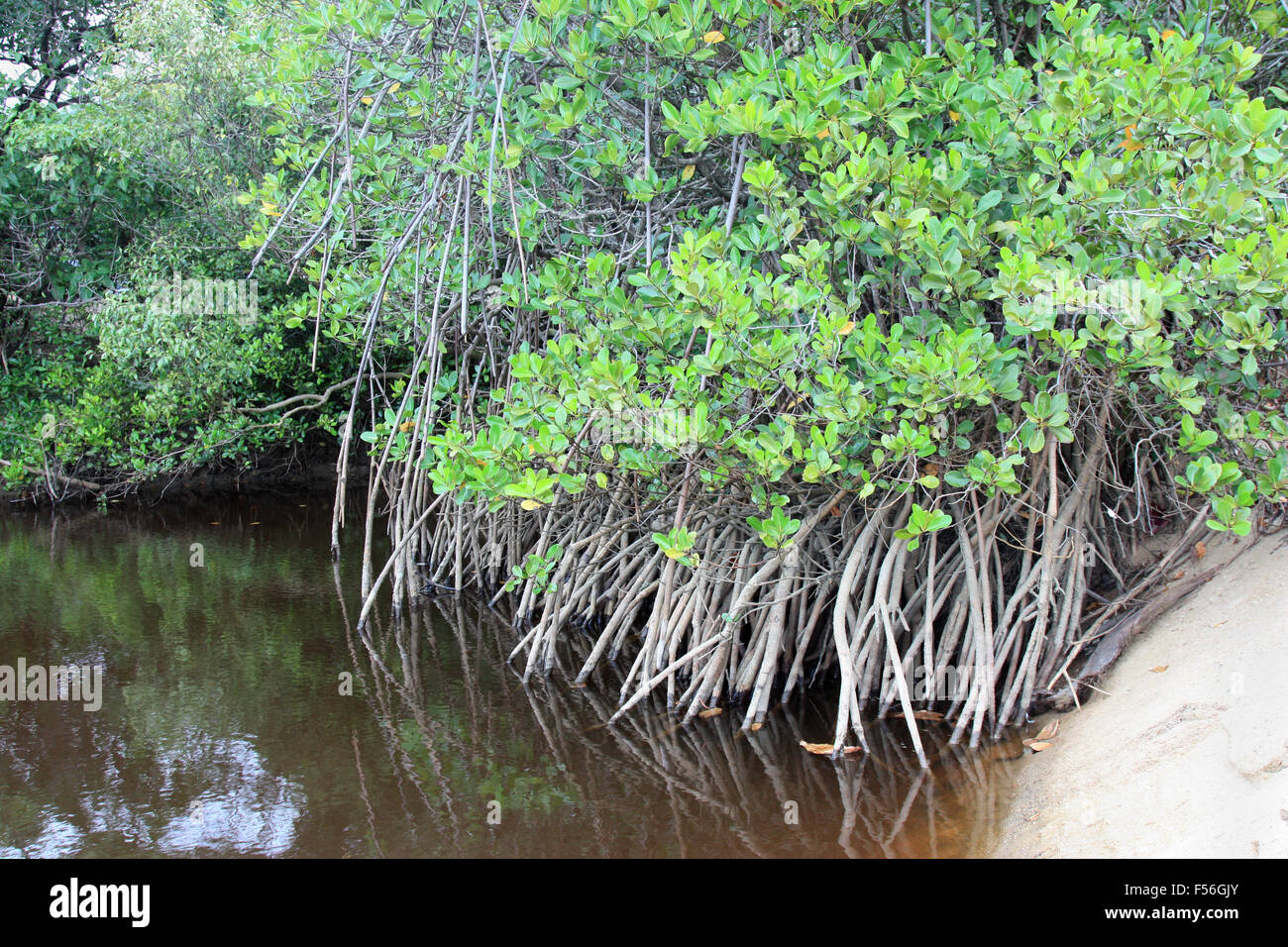 Murky Swamp High Resolution Stock Photography and Images - Alamy