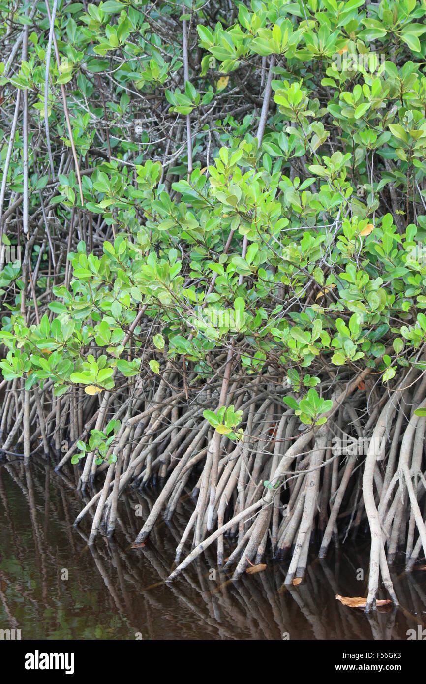 mangrove growing in the tropics of Australia Stock Photo - Alamy