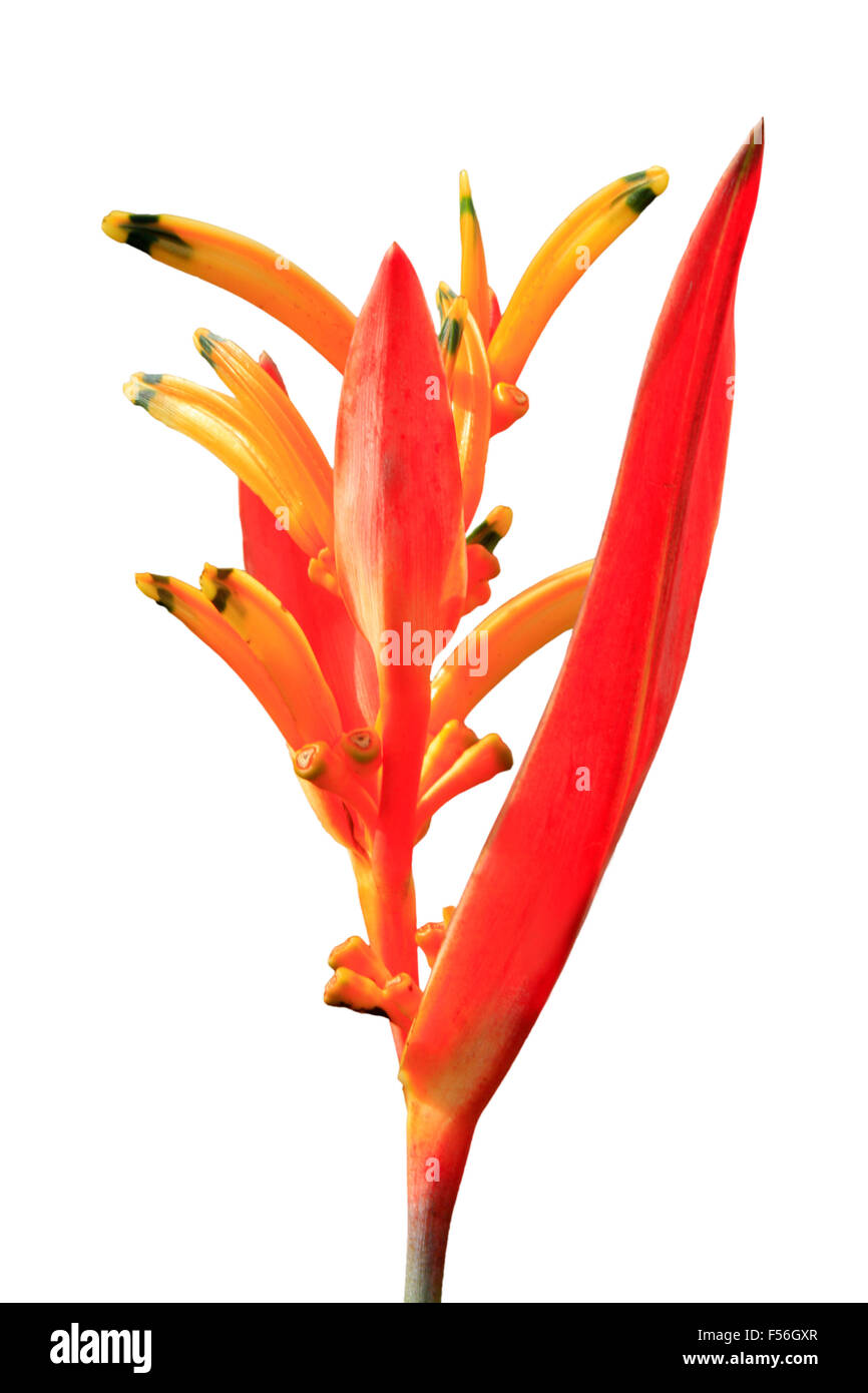 Tropical flower Heliconia on a white background Stock Photo - Alamy