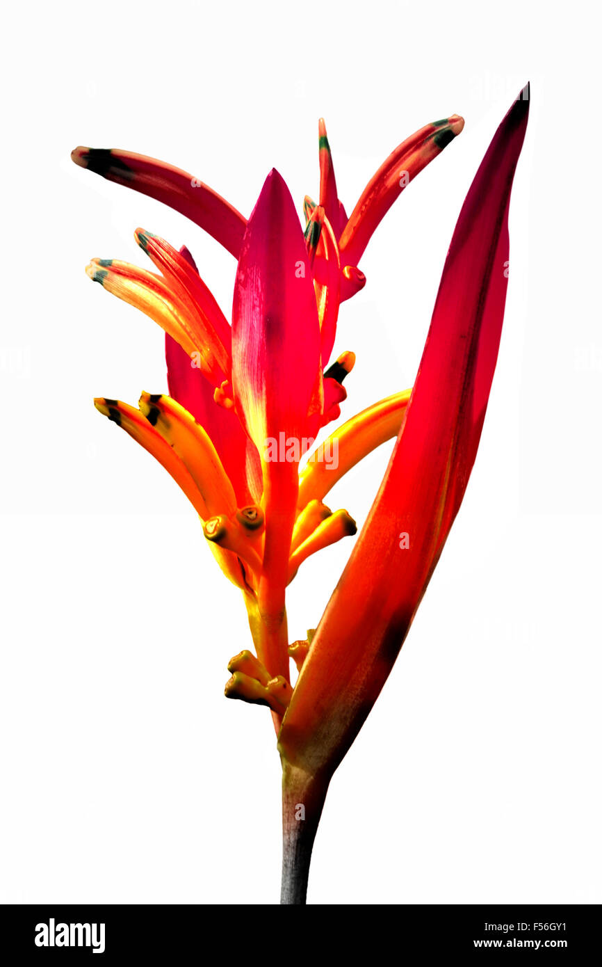 Bright tropical flower hi-res stock photography and images - Alamy