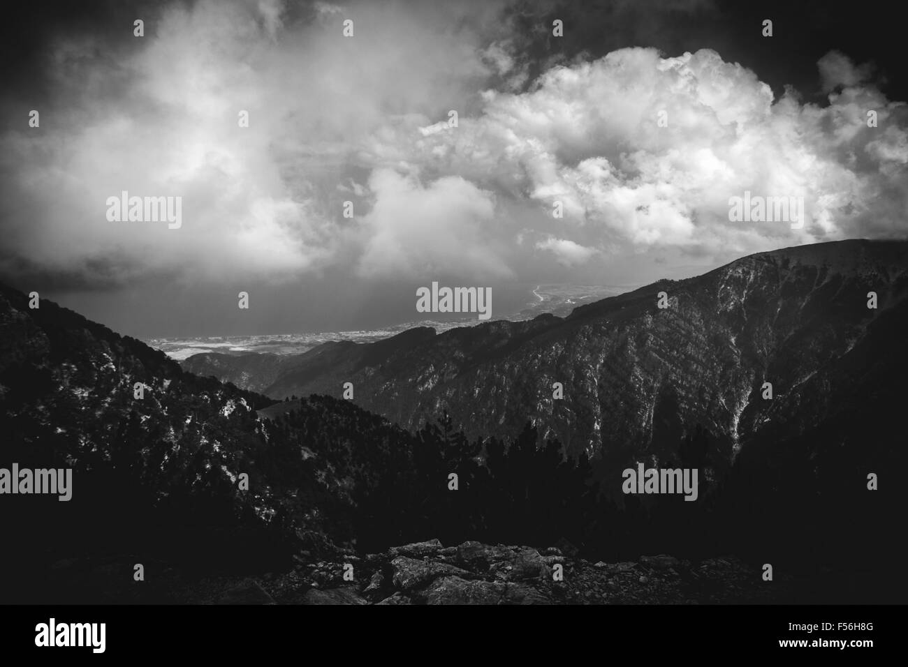Trees sky view Black and White Stock Photos & Images - Alamy