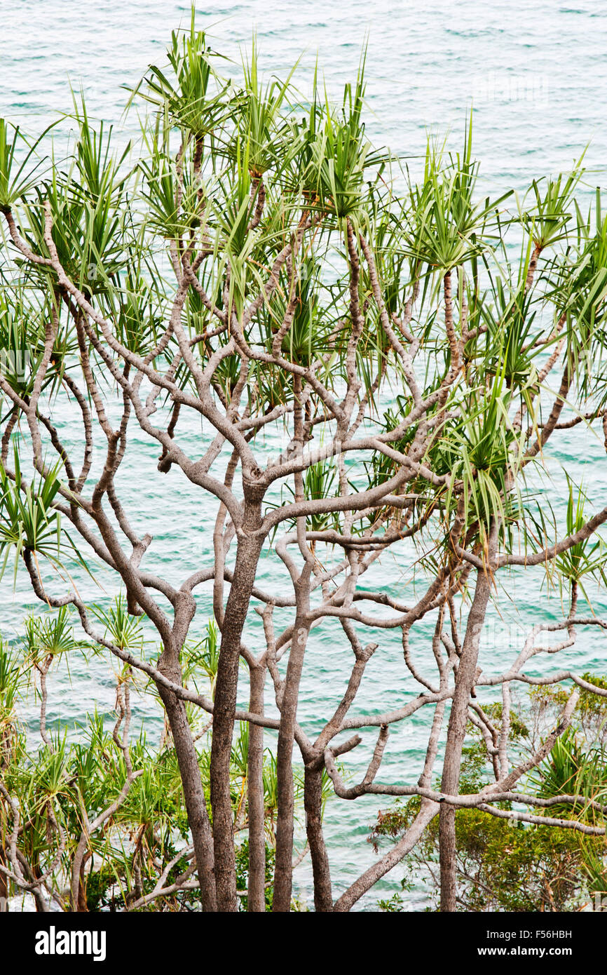 pandanus tree growing near the beach in Cairns Australia Stock Photo ...