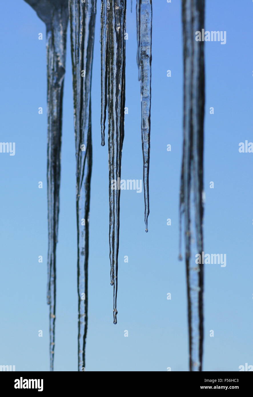 long icicles, with blue sky background Stock Photo - Alamy