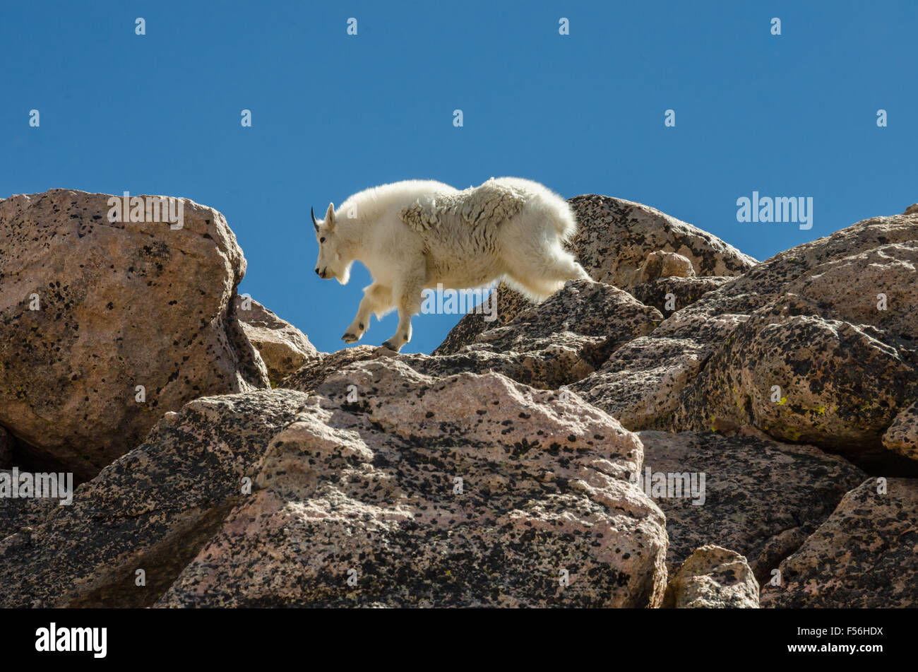 A mountain goat leaps from boulder to boulder Stock Photo - Alamy