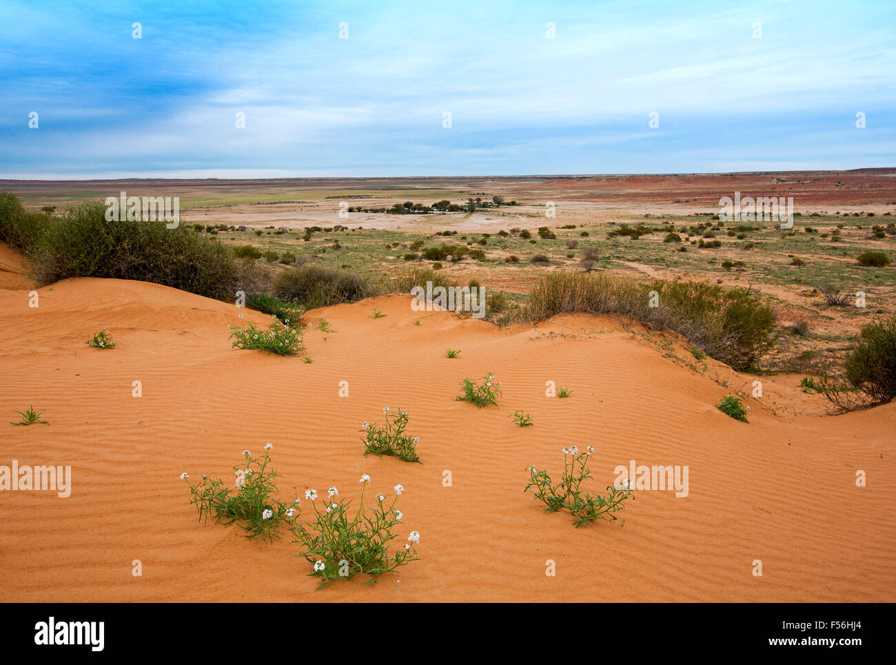 Australian outback landscape, high red sand dunes with clumps of ...