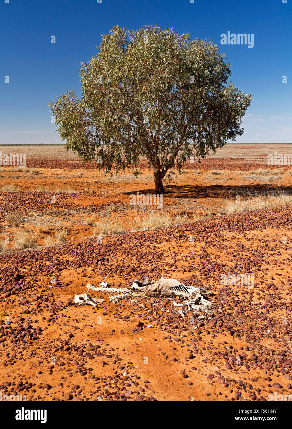 Solitary tree & skeleton of kangaroo on Australian outback plains of ...