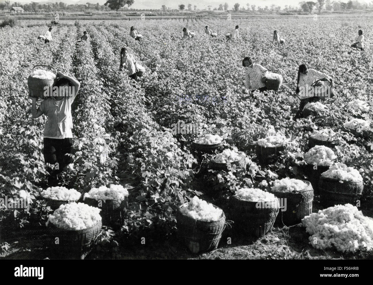 Chinese farmers pick cotton in Loping, Kiangsi, China Stock Photo - Alamy