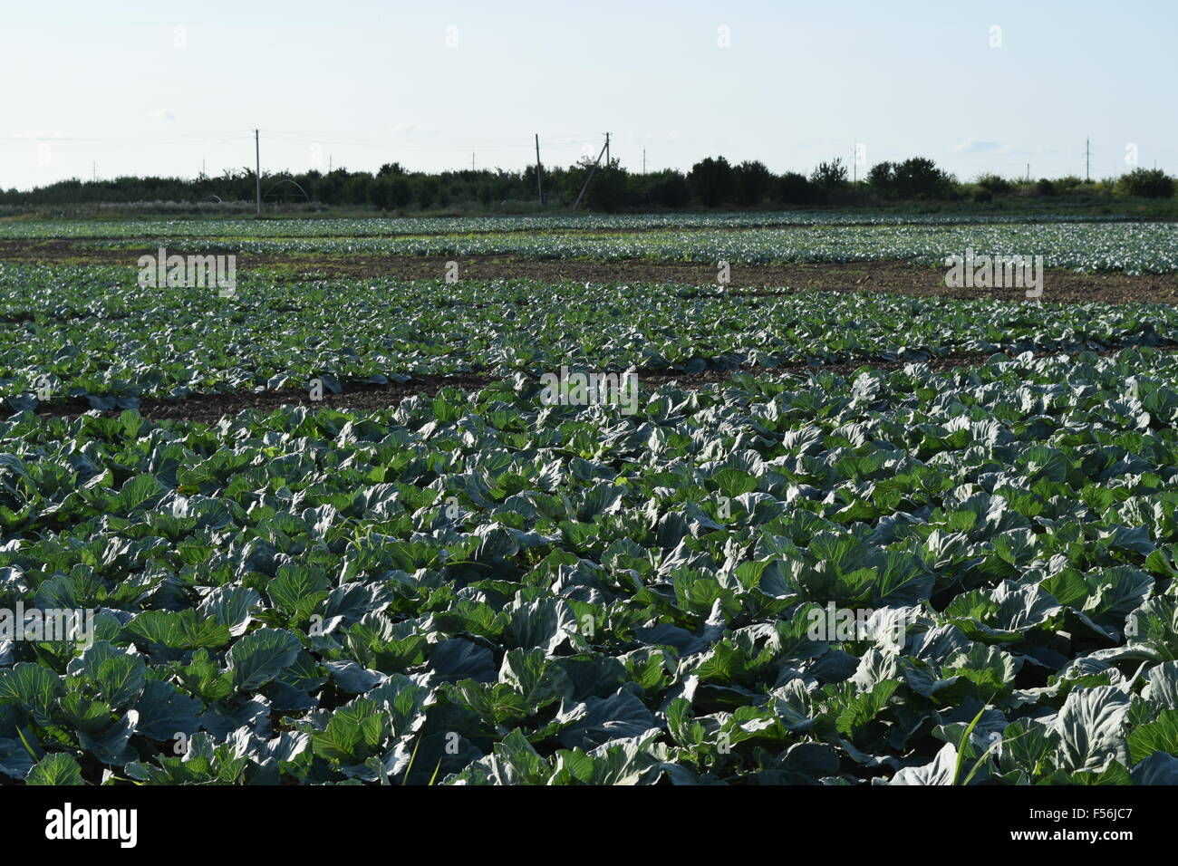 Cabbage field. Cultivation of cabbage in an open ground in the field ...