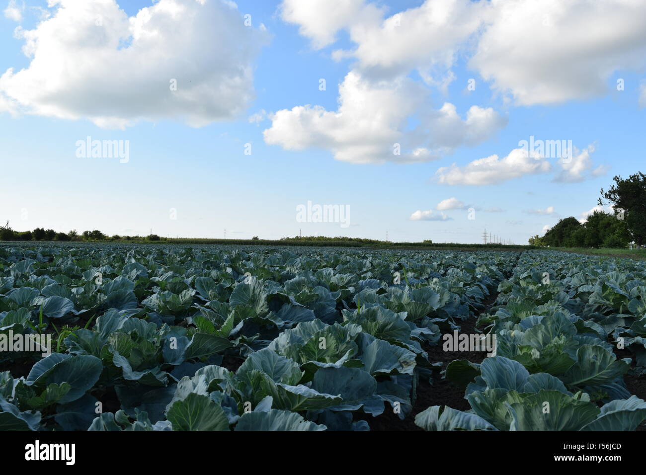 Cabbage field. Cultivation of cabbage in an open ground in the field ...
