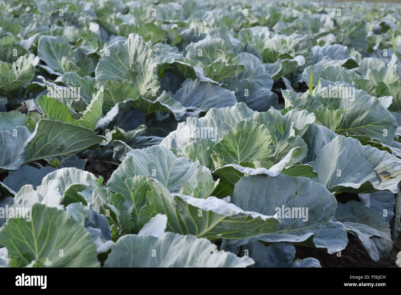 Cabbage field. Cultivation of cabbage in an open ground in the field ...