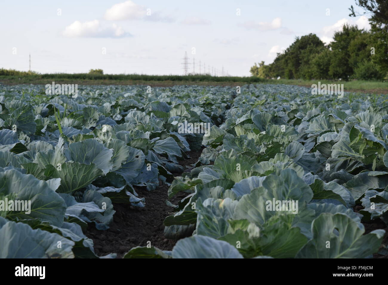 Cabbage field. Cultivation of cabbage in an open ground in the field ...