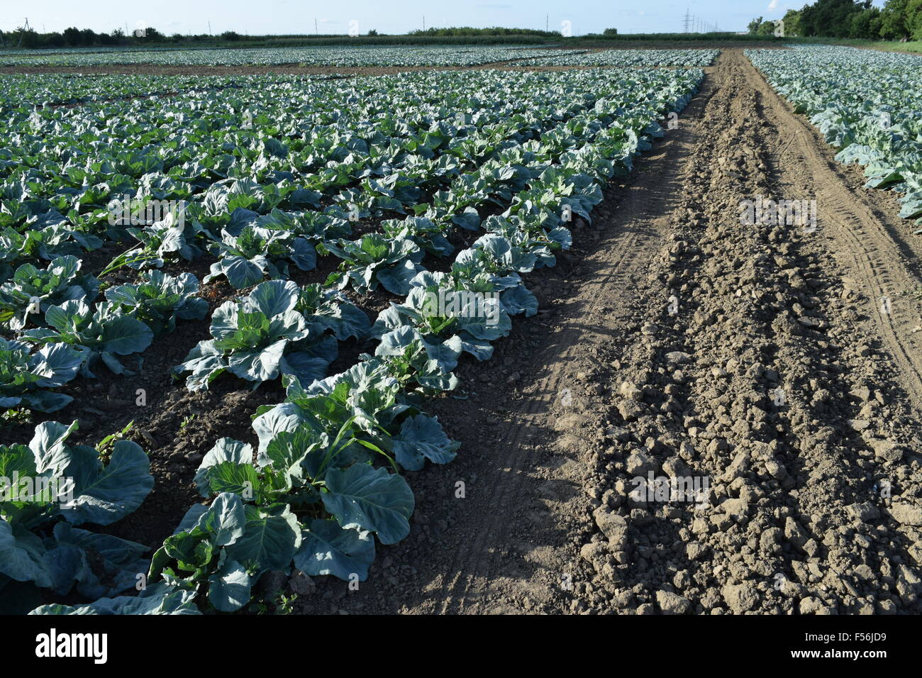 Cabbage field. Cultivation of cabbage in an open ground in the field ...
