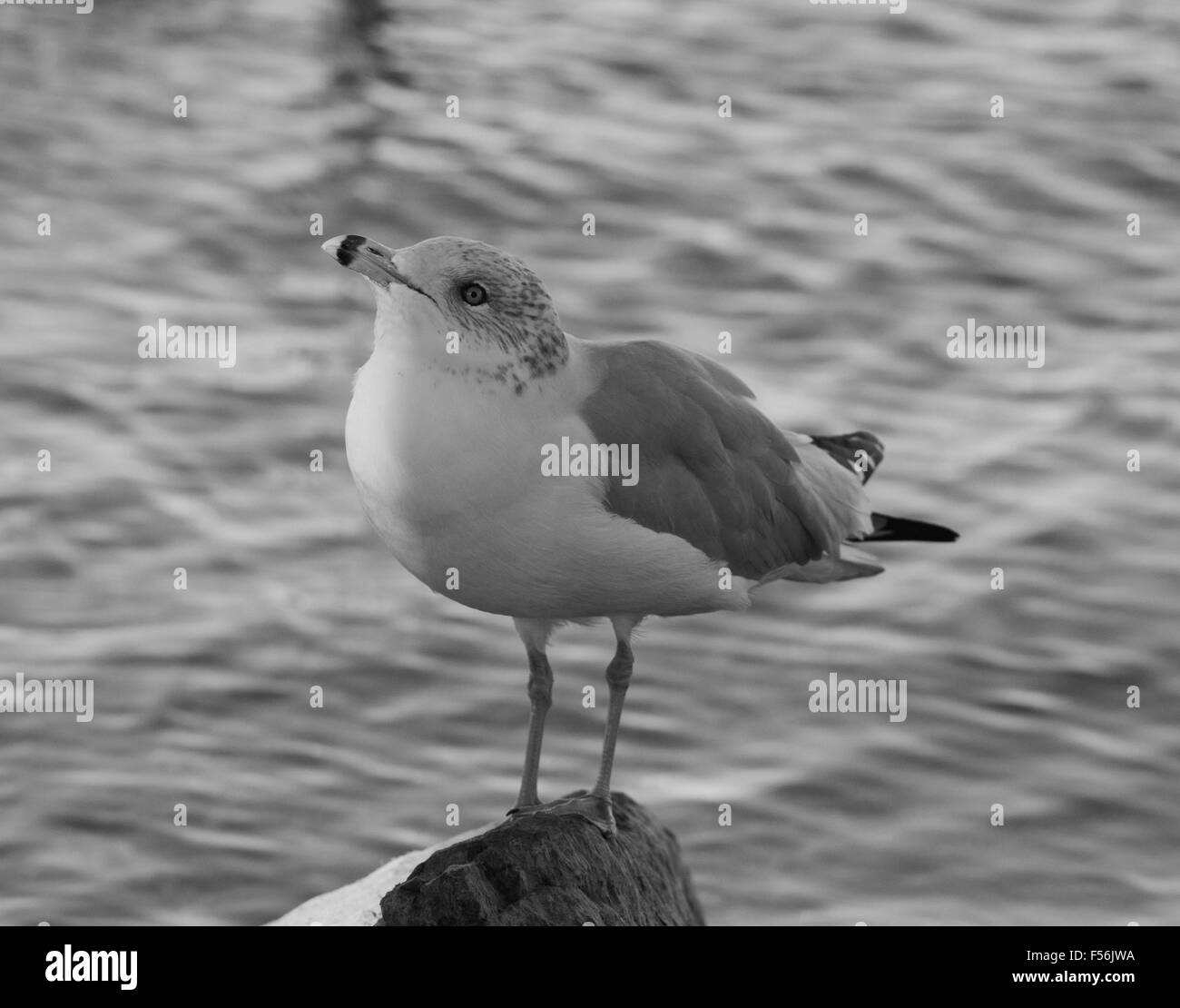 Xeme Gull