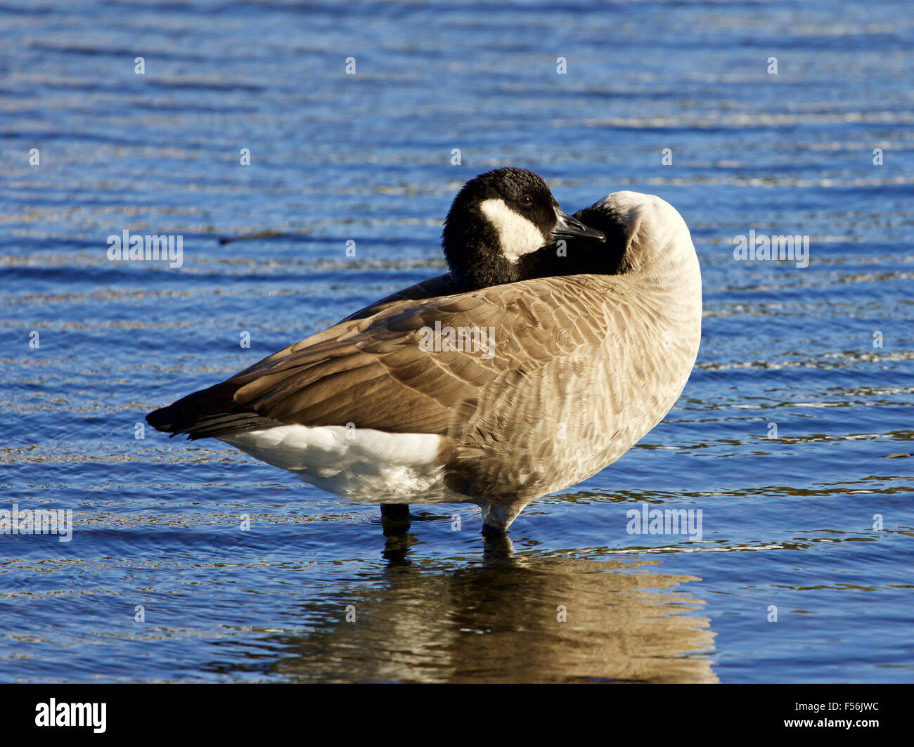 Goose pose hi-res stock photography and images - Alamy