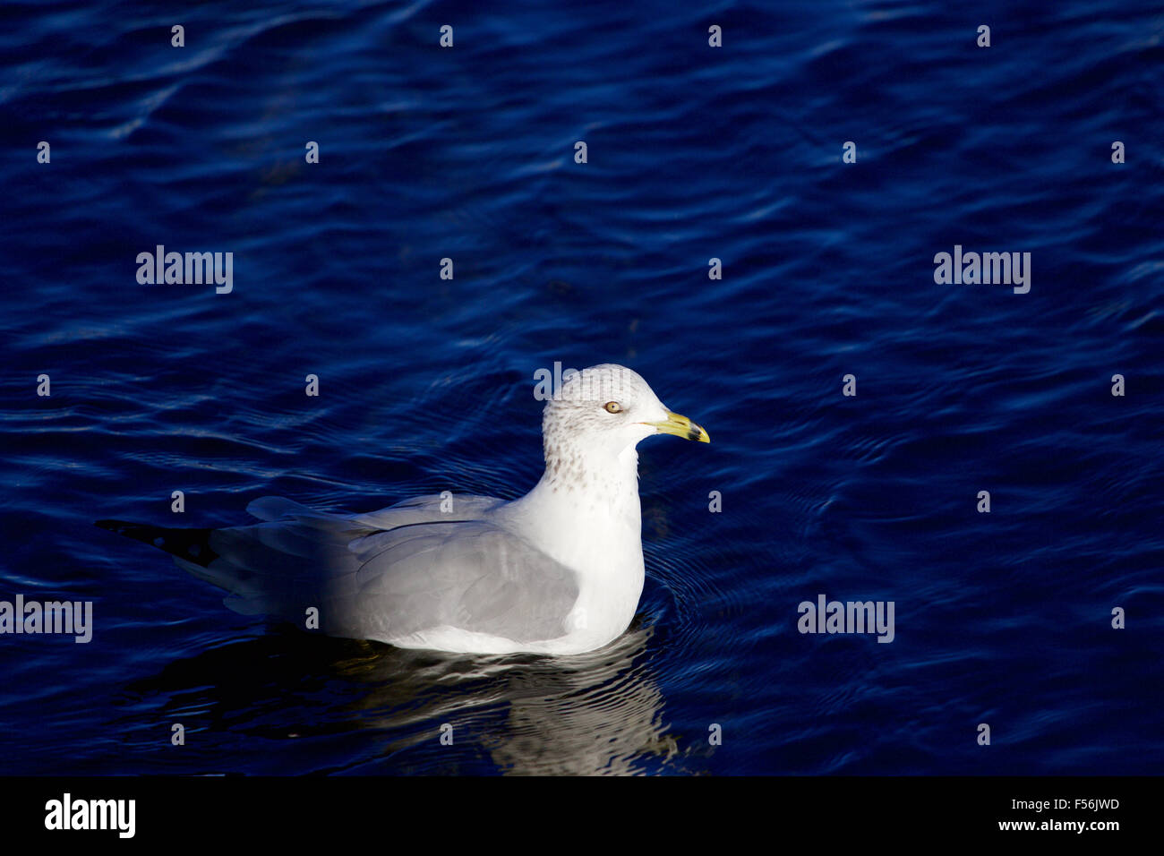 Beautiful gull is moving out of shadow in the lake Stock Photo - Alamy