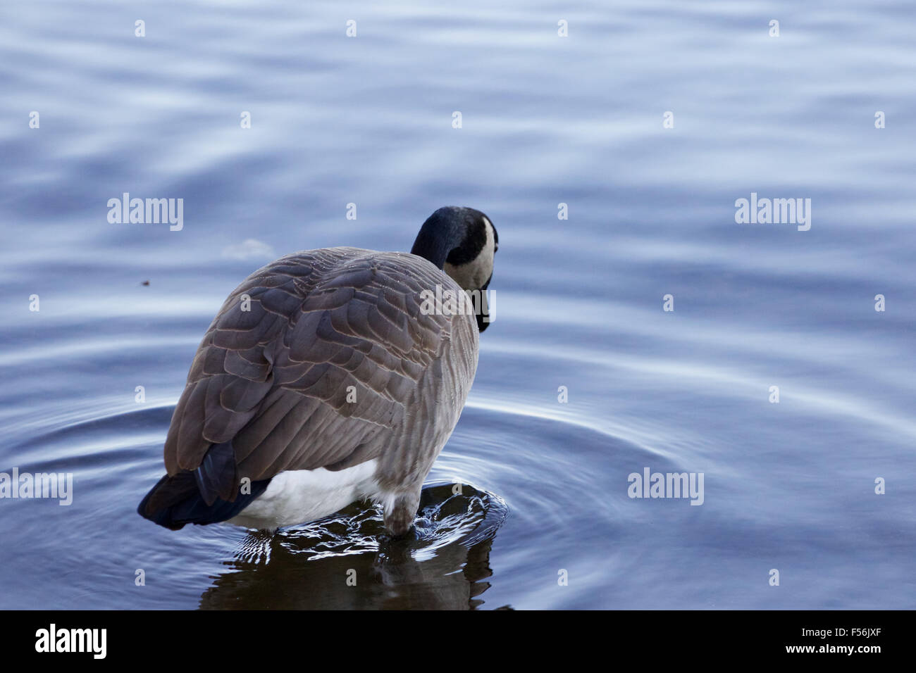 Goose stepping hi-res stock photography and images - Alamy