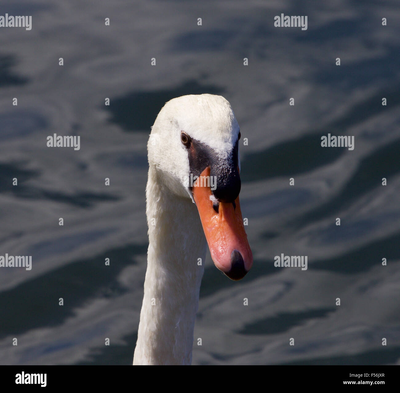 Funny portrait of a male mute swan Stock Photo - Alamy