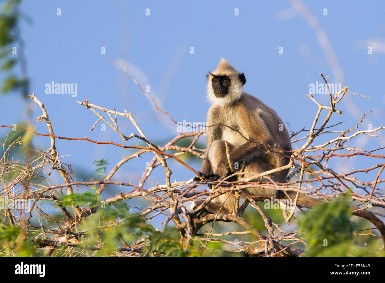 Tufted gray langur specie Semnopithecus priam Stock Photo - Alamy