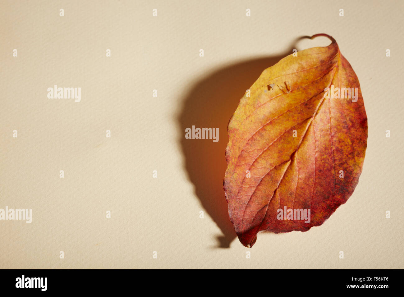 Birch leaf in fall color Stock Photo - Alamy