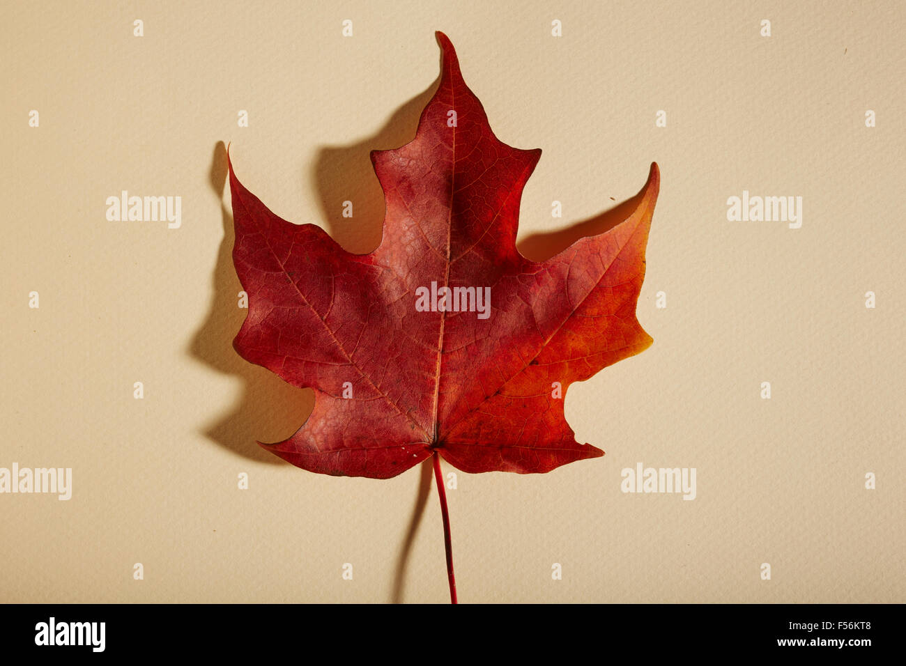 Changing color maple hi-res stock photography and images - Alamy