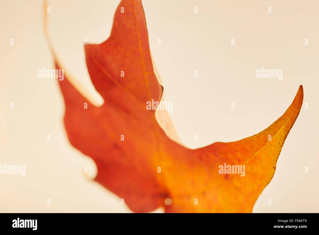 Leaf changing colors one leaf hi-res stock photography and images - Alamy