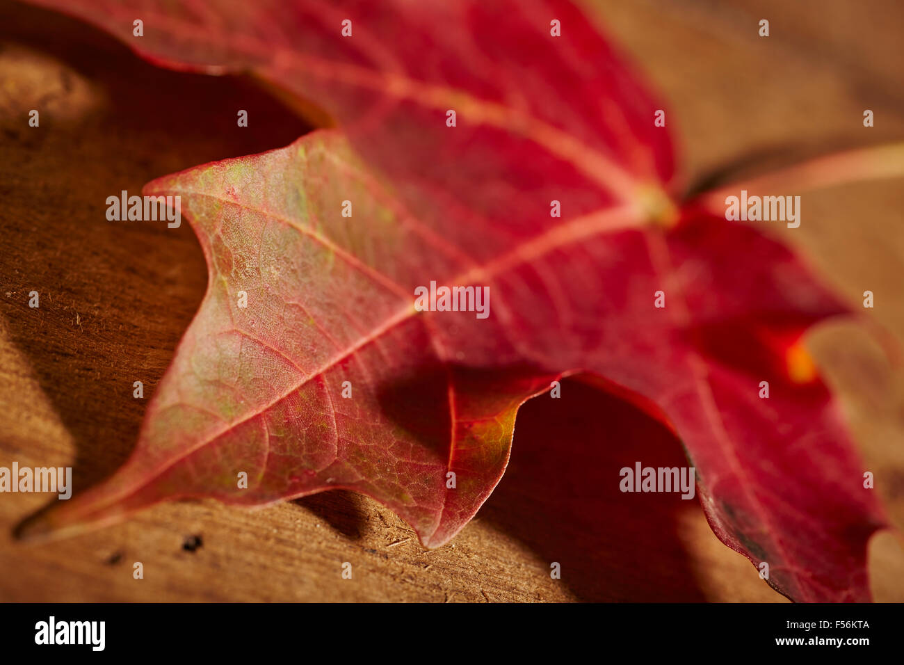 Iconic maple leaf hi-res stock photography and images - Alamy