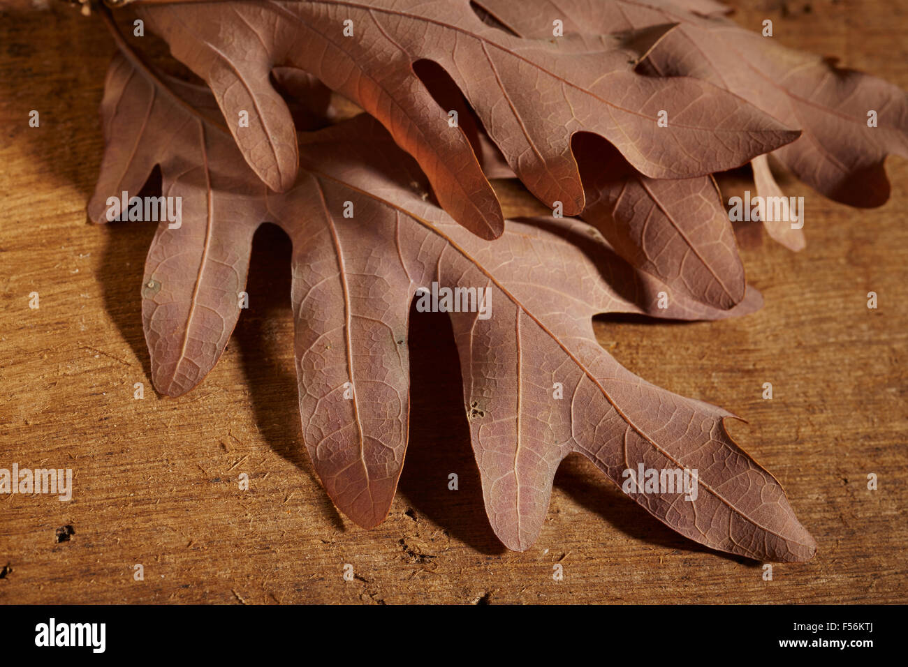 Oak sprig hi-res stock photography and images - Alamy