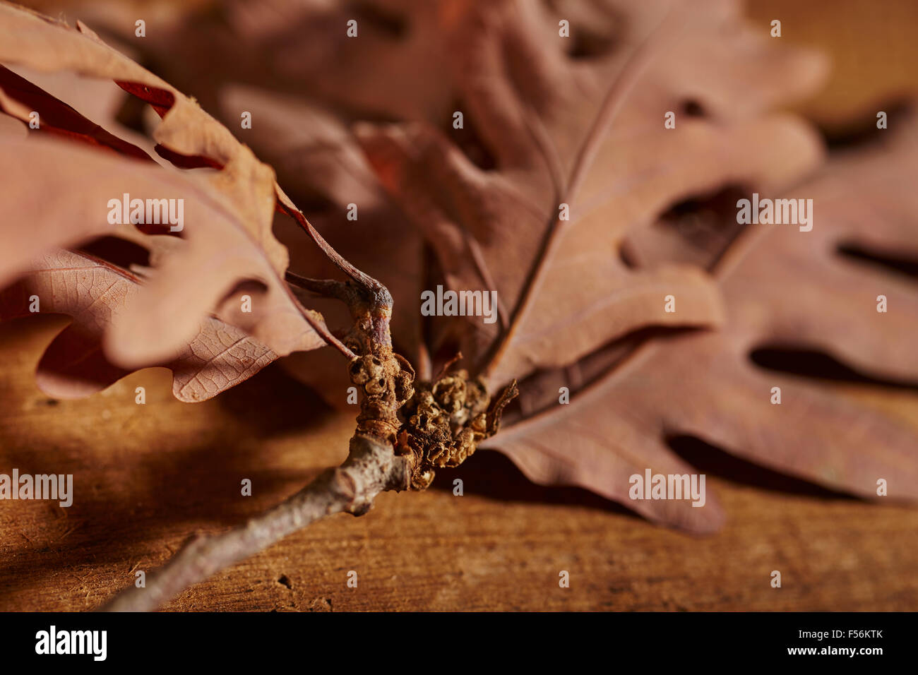 Oak sprig hi-res stock photography and images - Alamy