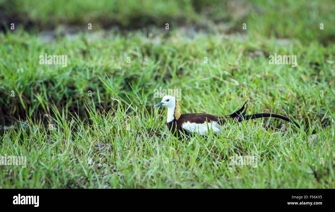 Indian Pheasant Tailed Jacana High Resolution Stock Photography and ...