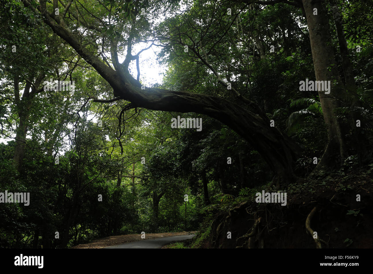 Pacific street bike route hi-res stock photography and images - Alamy