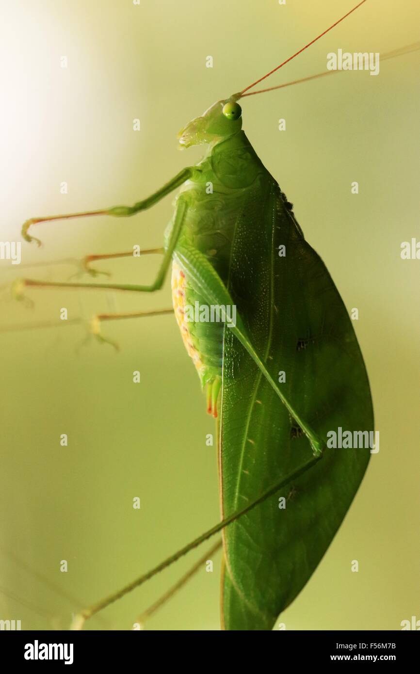 Katydid observatory lodge hi-res stock photography and images - Alamy
